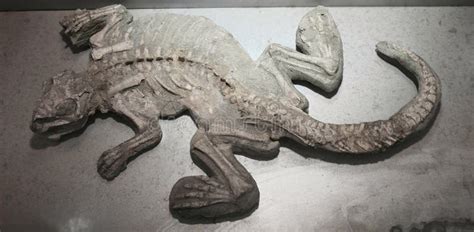 Psittacosaurus Is A Herbivore Genus Of Extinct Ceratopsian Dinosaur