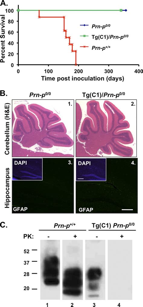 Scrapie Inoculated Tgc1prn P 00 Mice Do Not Develop Clinical Download Scientific Diagram