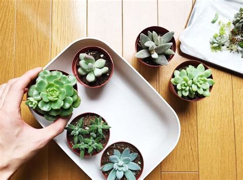 多肉植物はぷにぷにとした多肉質な葉、独特なフォルムで人気の植物。かわいいいセダムやエケベリア、マニアックな塊根植物までたくさんの種類がある多肉