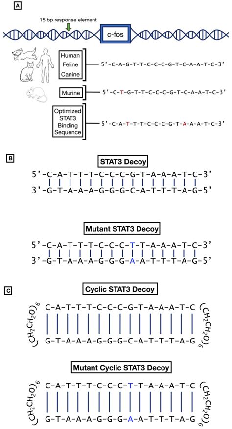 Cancers Free Full Text Targeting Stat3 In Cancer With Nucleotide