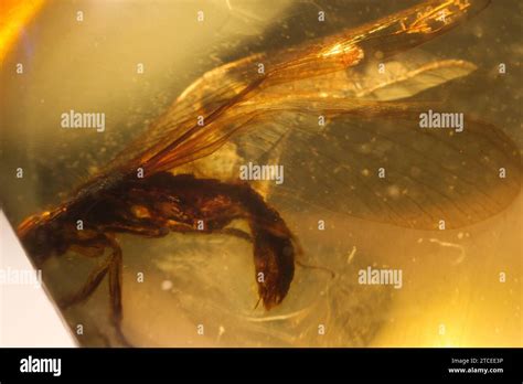 A Small Fly Fossilised In Burmese Amber 100 Million Years Old And