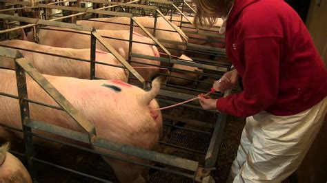 Post Cervical Artificial Insemination In Sows Youtube