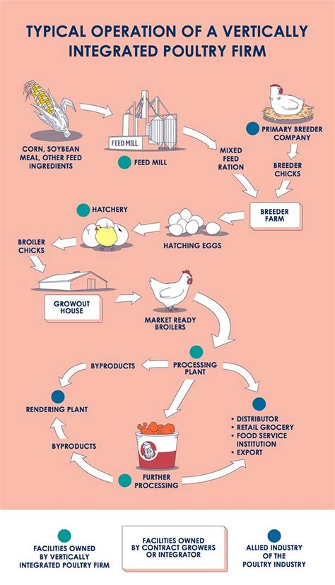 Flow Chart Of Chicken Processing Poultry Processing Flow Chart Video Rental System Flowchart