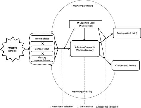 Room For Feelings A Working Memory” Account Of Affective Processing Lotte F Van Dillen