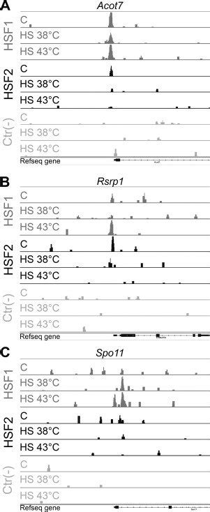 Remodeling Of Hsf1 And Hsf2 Binding In Promoters Of Some Non Hsp Genes