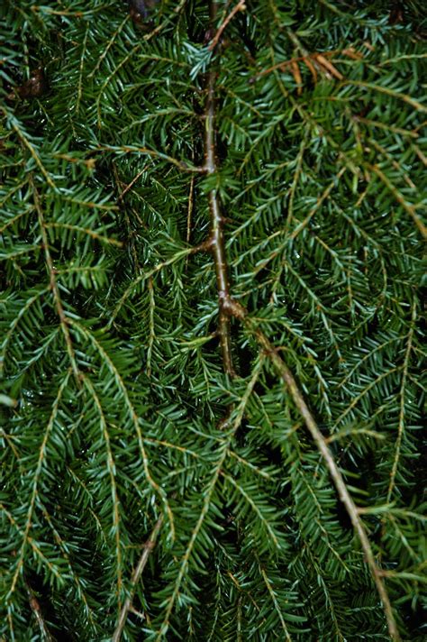 Sargents Weeping Hemlock Featuring New Plants Every Day