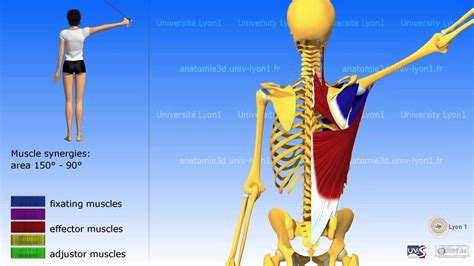 Adduction Of The Arm Youtube