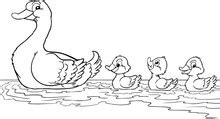 Patos En Una Fila Stock De Foto Gratis Public Domain Pictures