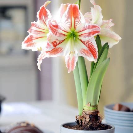 Амариллис: выращивание, пересадка и уход в домашних условиях - Flowers.ua