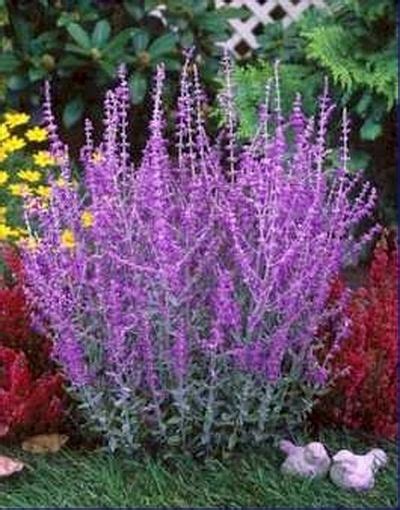 17 idées de Perovskia | jardins, vivaces, massif fleurs