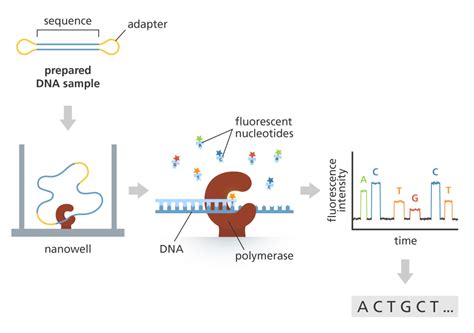 Smrt Sequencing Functional Genomics Ii
