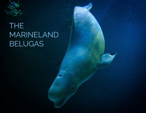 The Marineland Belugas Think Turtle Conservation Initiative