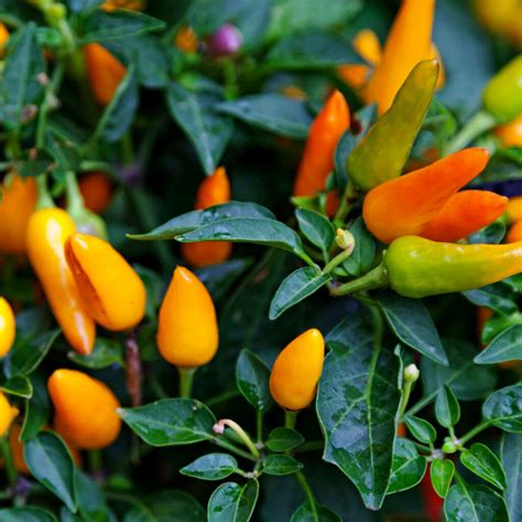 Grumichama Planting Pruning And Harvest Tips Inca Plant Nursery