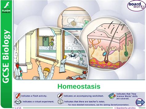 PDF Homeostasis Ambition Respect Care And Honestytodhigh Uploads