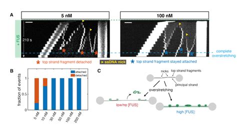 Fus Associated With Ssdna Generates A Sticky Fus Ssdna Polymer