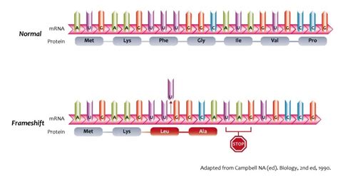 Frameshift Mutation Definition Examples And Effects Biology Dictionary