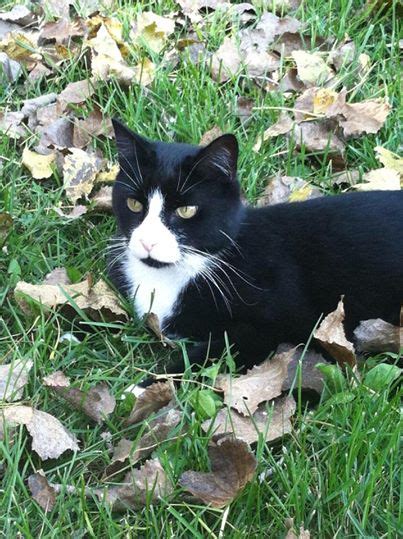 Herbs For Feline Bladder Crystals Riverside Animal