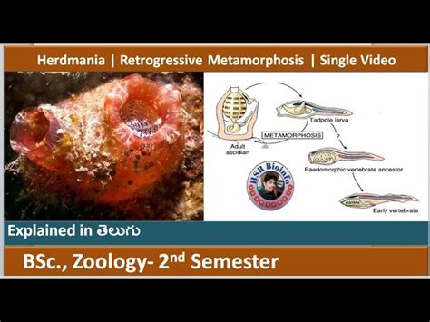 Protochordate Herdmania