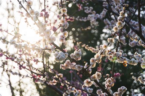 Wallpaper Spring Peach Blossom Sunlight Flowers 6000x4000 Hzbr1
