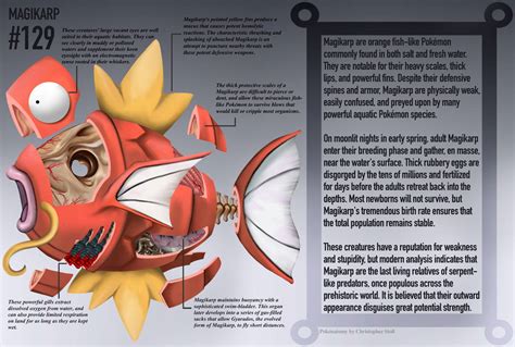 Magikarp Anatomy Pokedex Entry By Christopher Stoll On Deviantart