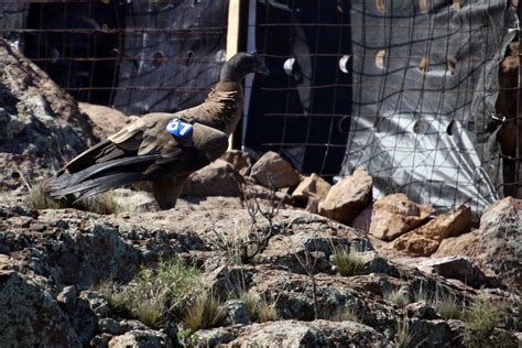 Tres Pichones De Cóndor Andino Vuelan Libres En Las Sierras Rionegrinas