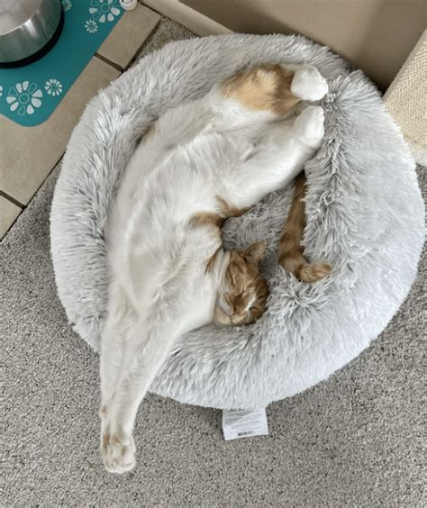20 Tummy Tempting Felines Lure Hoomans To Belly Rub Trap Artofit