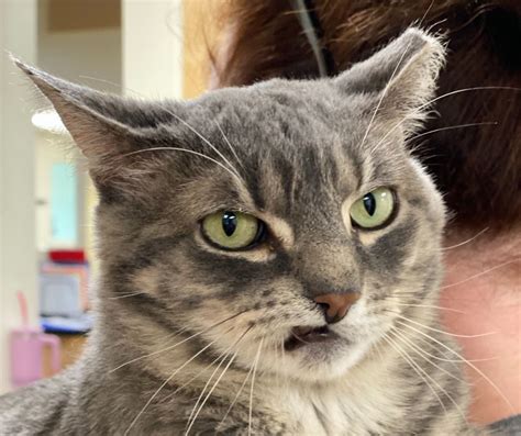 Celebrating 106 Adoptions In August At Pope Memorial Humane Society