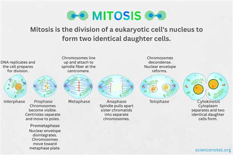 Phases Mitosis