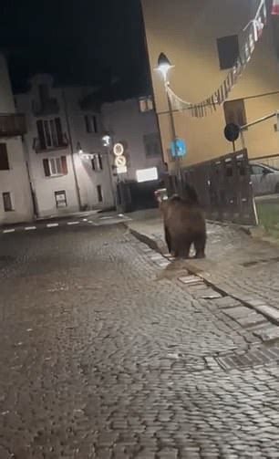Giant Brown Bear Rampages Through Streets Of Italian Town During