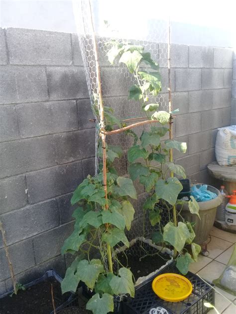 Cómo sembrar y plantar Pepinos Tuhuertoencasa net