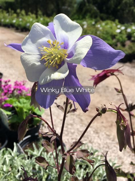 Brunnera — Corn Hill Nursery