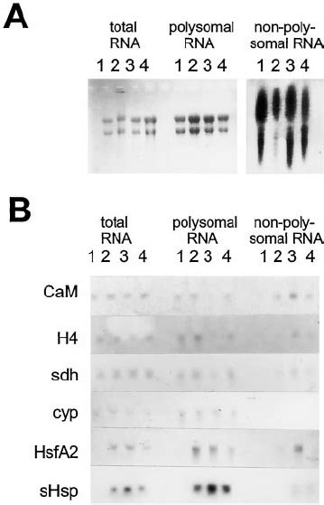 Rna Distribution During Heat Stress And Recovery Total Polysomal And Download Scientific