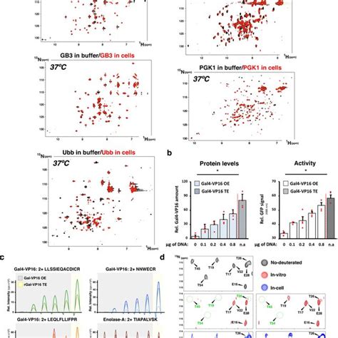 Structure Determination In Mammalian Cells A B The 3d Nmr Structures