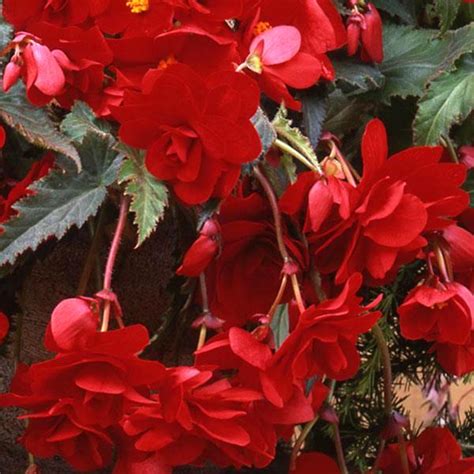 Sun Dancer Red Begonia Seeds Annual Flower Seeds