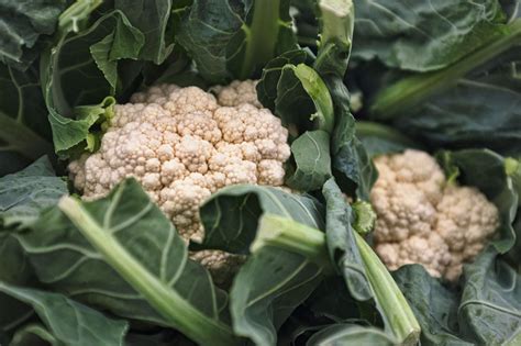 Discover The 6 Cauliflower Growing Stages Food Gardening Network