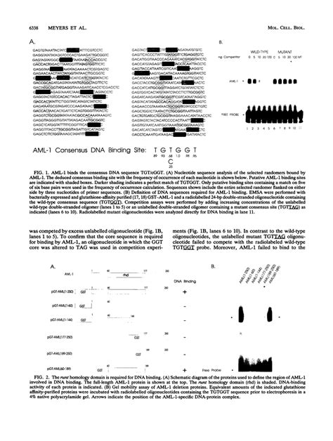 Identification Of Aml 1 And The 8 21 Translocation Protein Aml 1 Eto