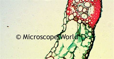 Microscope World Blog Wheat Leaf Rust