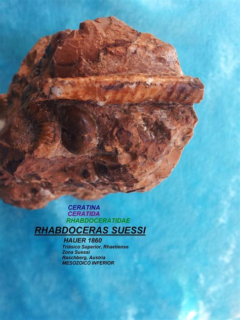 Variety Of Life Ceratitida