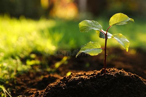 Seedling Growing In Fresh Soil Outdoors Closeup Planting Tree Space