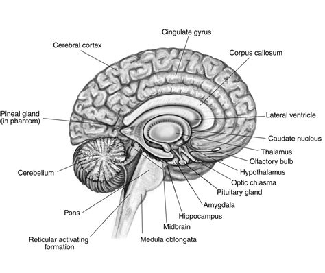 Labeled Diagram Of A Brain