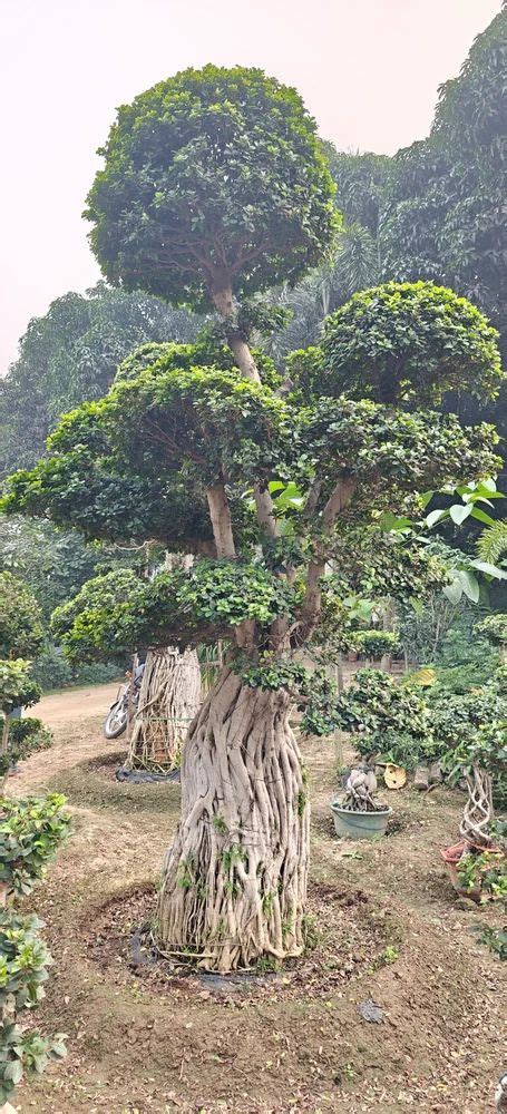 5 Feet Ficus Microcarpa Plant At ₹ 10000 Piece In Meerut Id