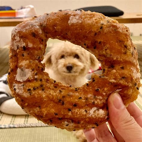 みーつけた ぽこの毎日