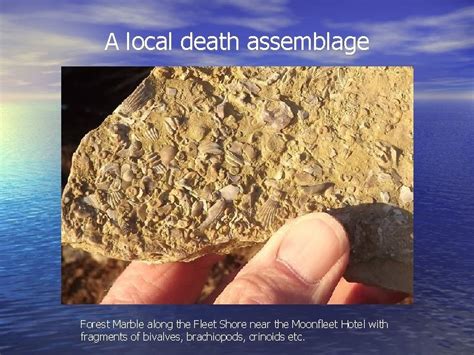 Fossil Assemblages Life And Death Assemblages An Early