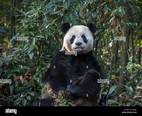 Adult Panda Posing In The Bush Bifeng Xia Sichuan Province China