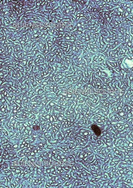 Smooth Endoplasmic Reticulum Tem Stock Image Science Source Images