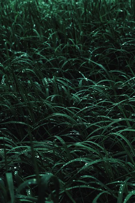 Dark Grass Wallpapers Top Free Dark Grass Backgrounds Wallpaperaccess