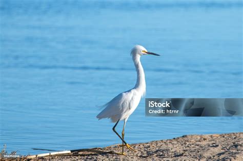 산타 클라라 강 강어귀 벤 츄 라 캘리포니아 미국에 백로 화이트 강어귀에 대한 스톡 사진 및 기타 이미지 강어귀 깃털