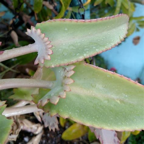 Kalanchoe Daigremontiana Syn Bryophyllum Daigremontianum Mother Of