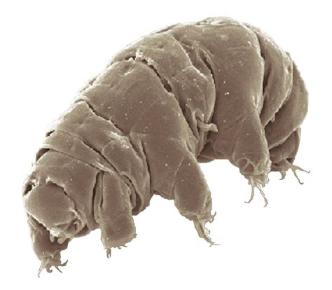 Tardigrade R Dotslashdotdotdot