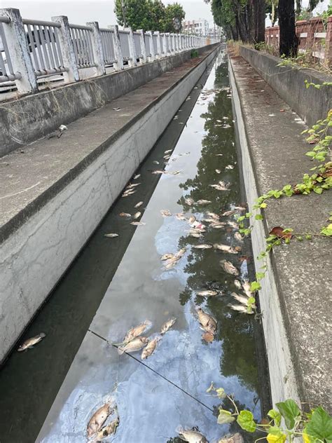 高雄大寮大排、鳳山溪魚群死亡 初判缺氧高溫所致 芋傳媒 Taronews
